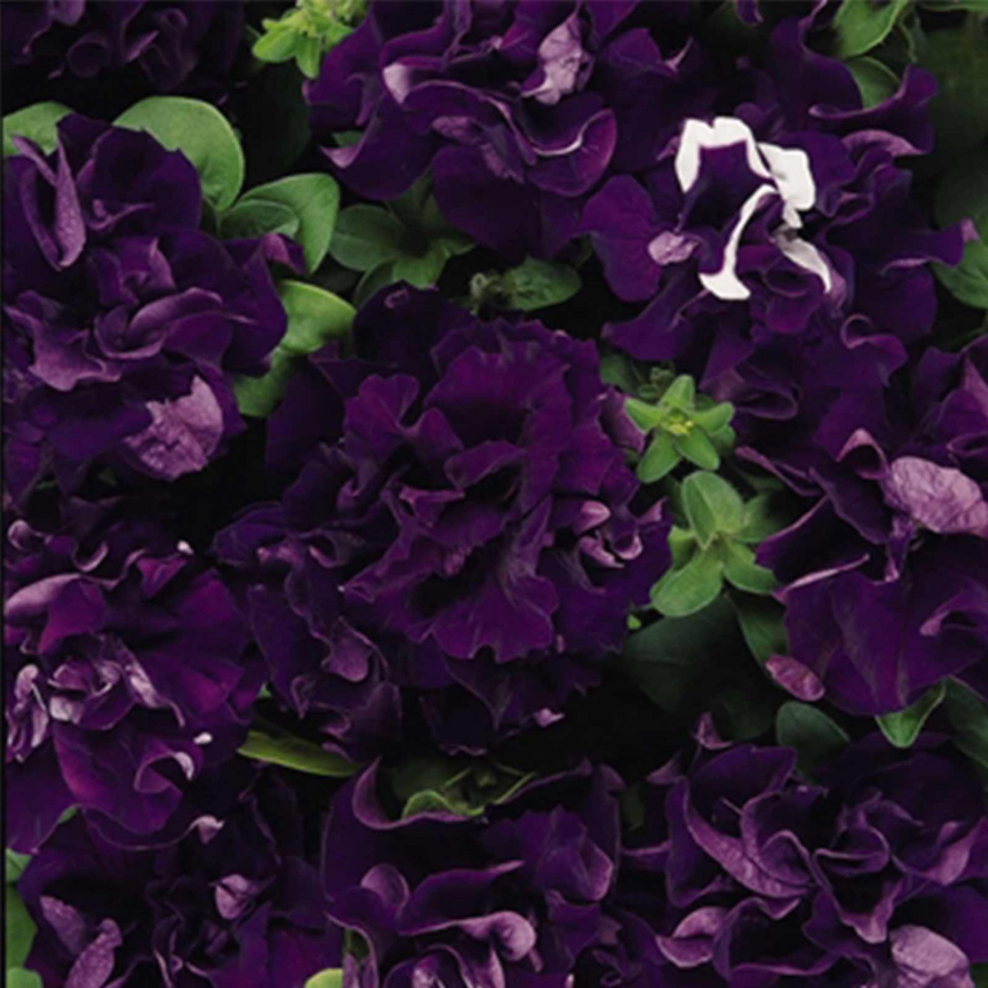 Petunia Double Cascade Blue ~50 Seeds – Pelleted Seeds – Grandiflora 4 ...