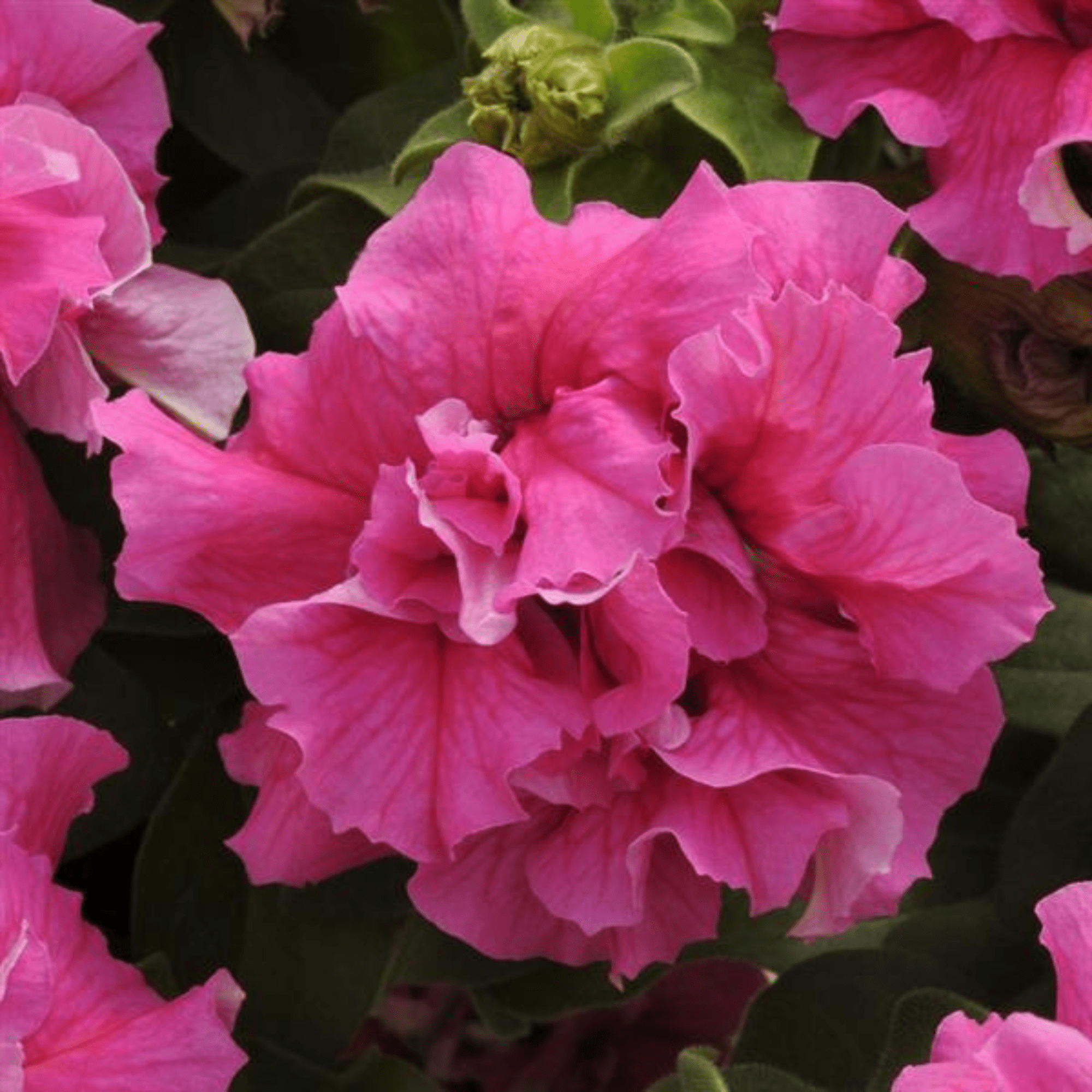 Petunia Double Cascade Pink ~100 Seeds – Pelleted Seeds – Grandiflora 4 ...