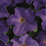 Petunia - Supercascade Series Flower Garden Seed - 1000 Pelleted Seeds ...