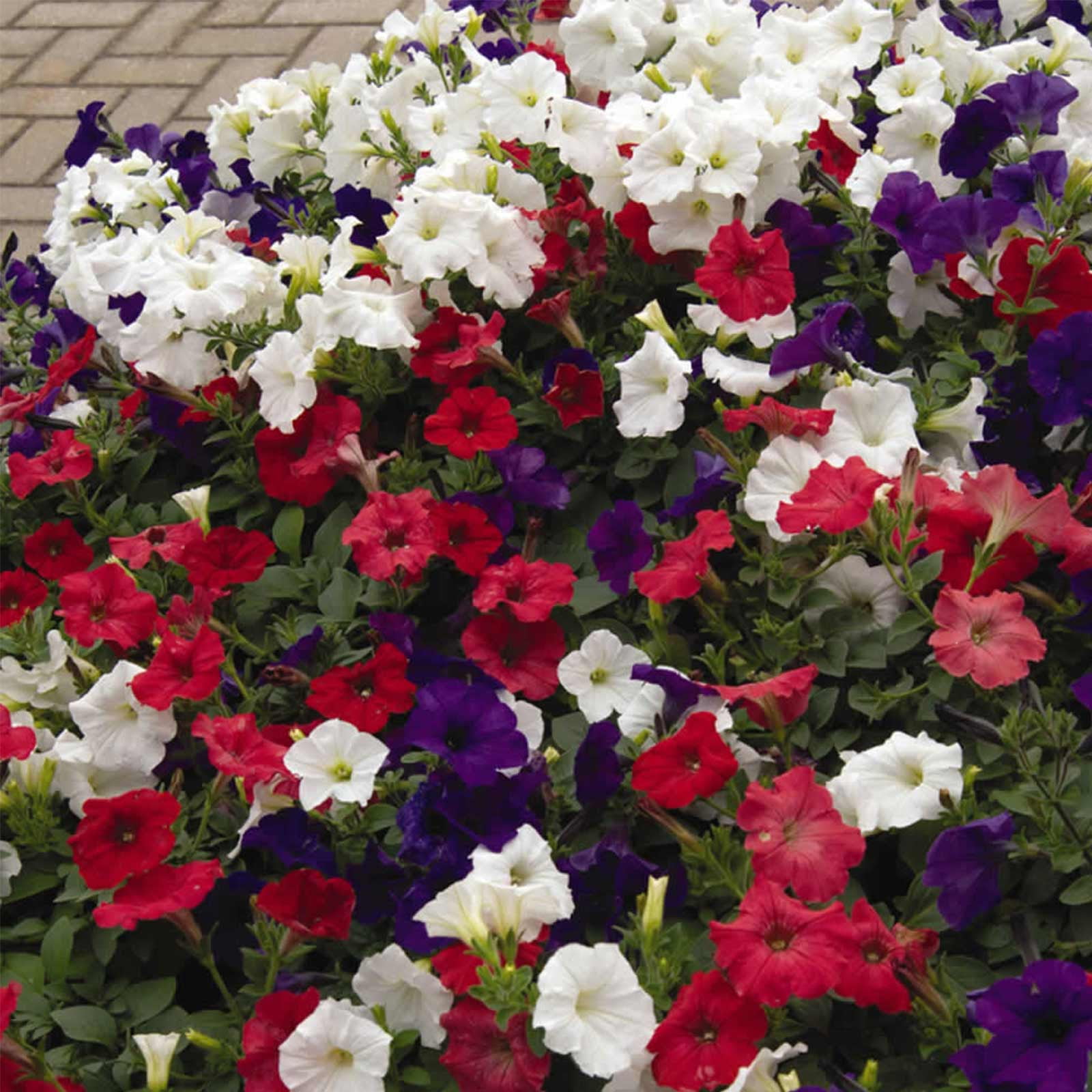 Petunia - Easy Wave Flower Garden Seed - 100 Pelleted Seeds - Flag Mix ...