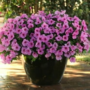 Petunia - Easy Wave Flower Garden Seed - 100 Pelleted Seeds - Blue ...