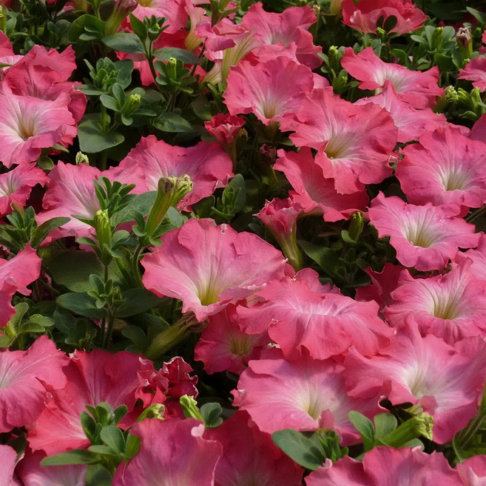 Petunia 'Easy Wave Rosy Dawn' Seeds Showy MHD1Flowers Low Maintenance Attract Butterflies ...