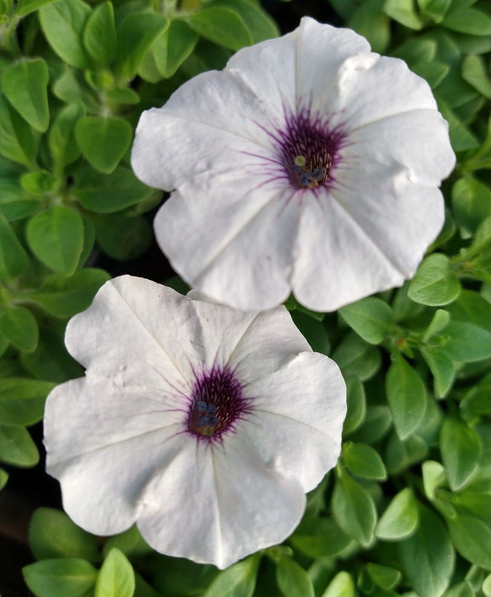 Petunia Easy Wave 'Silver' Live Annual Plants/Plugs-6 "Baby" Plants ...