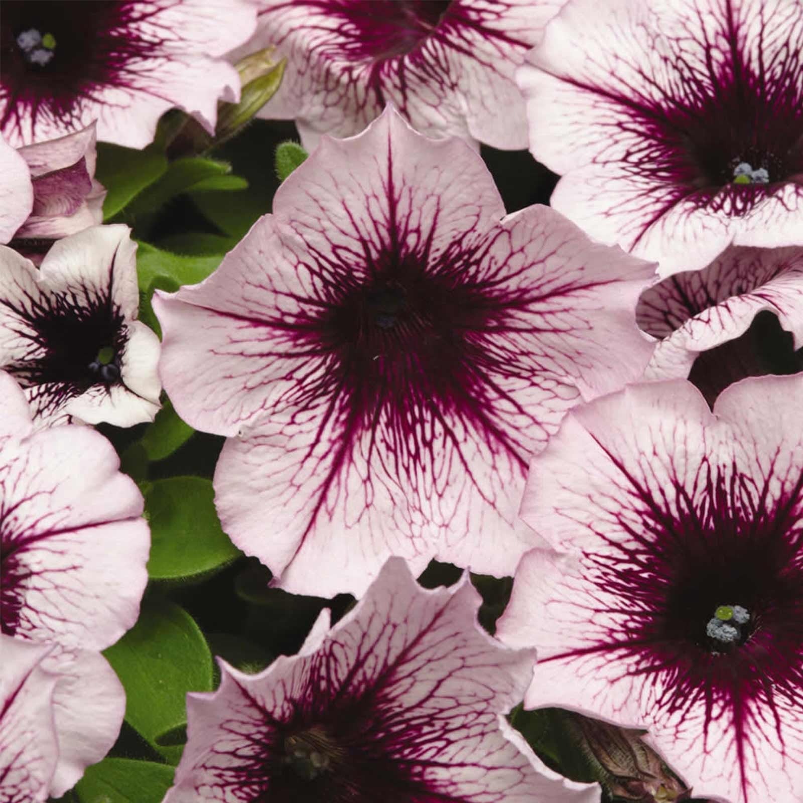 Petunia - Madness Series Flower Garden Seed - 1000 Pelleted Seeds ...