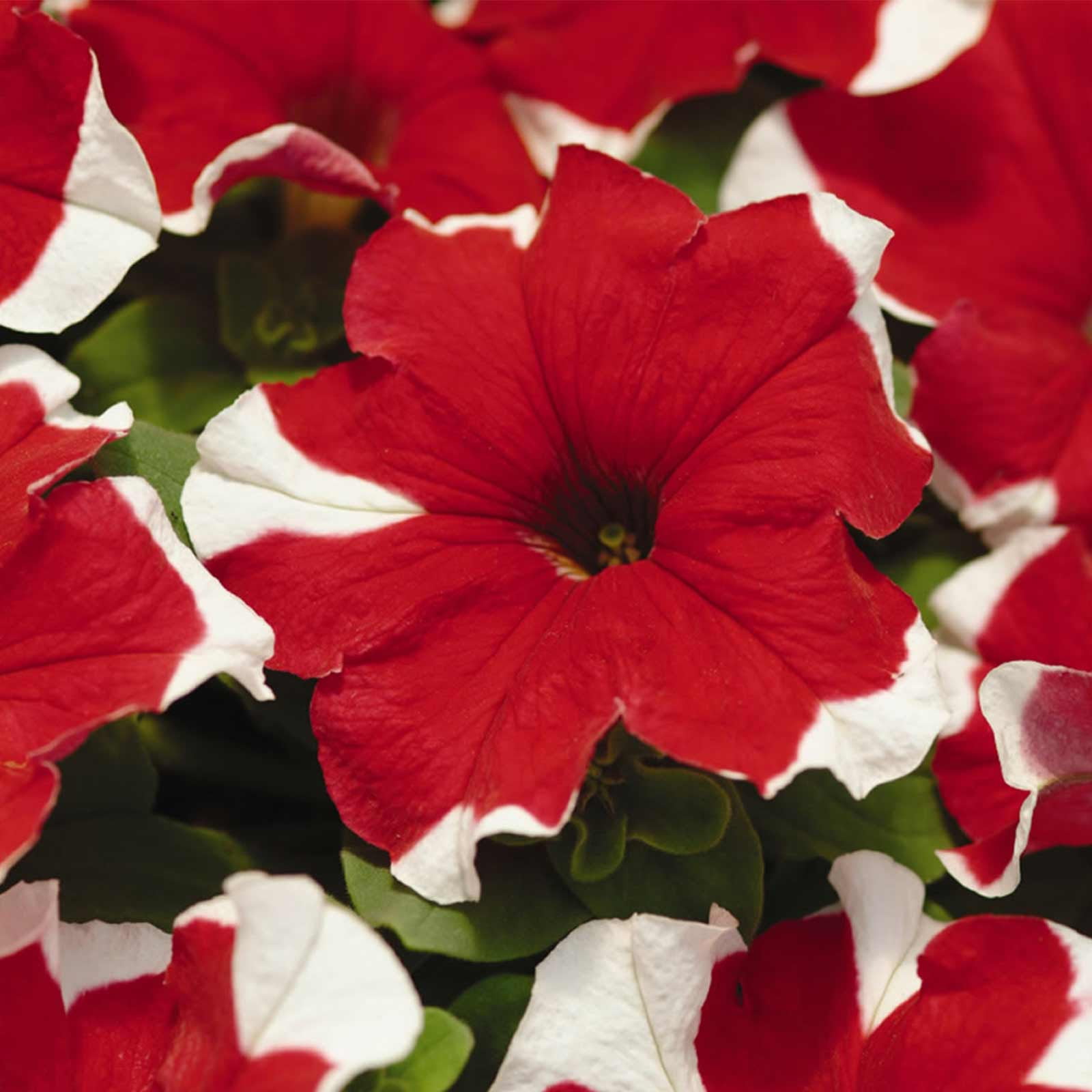 Petunia - Madness Series Flower Garden Seed - 1000 Pelleted Seeds - Red ...