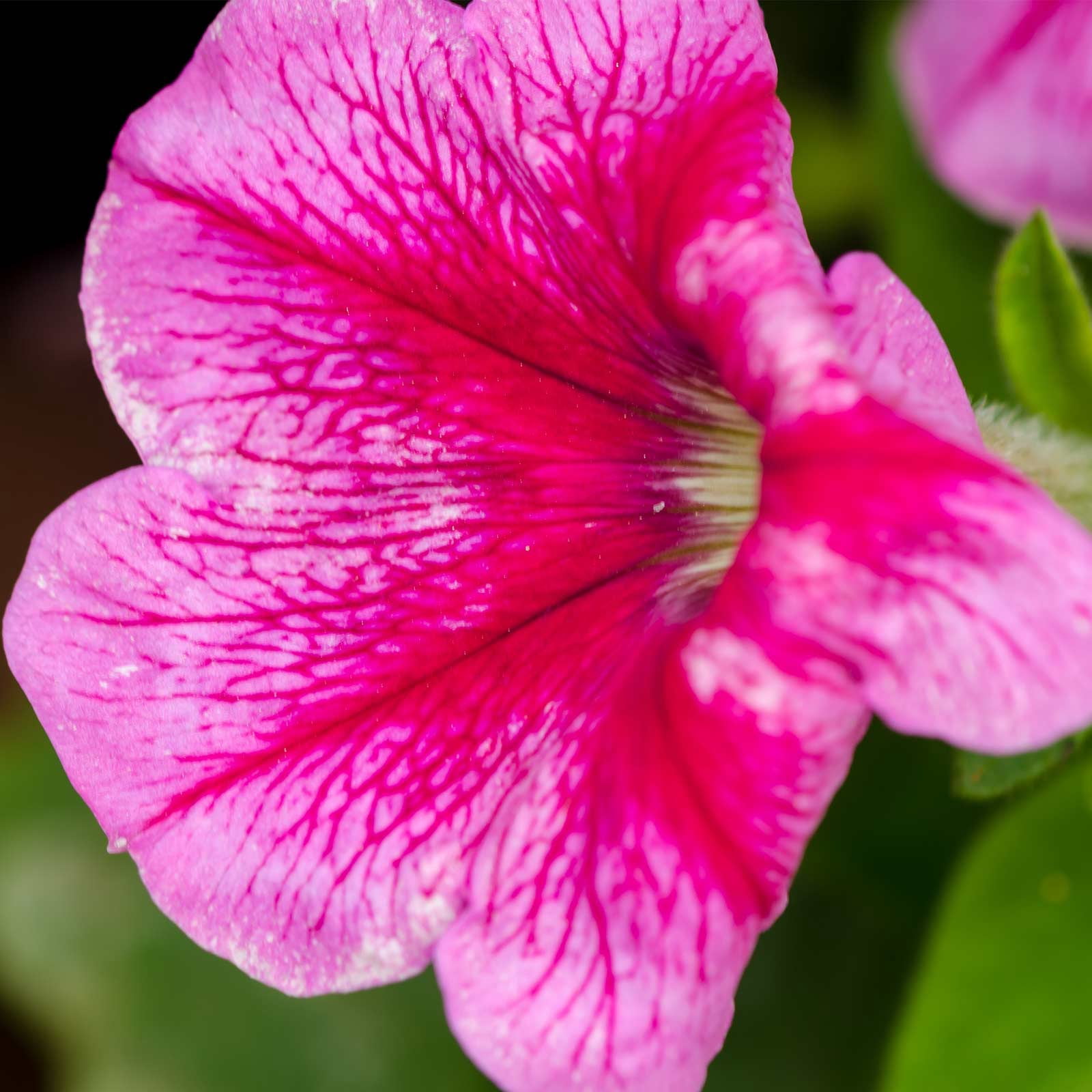 Petunia - Madness Series Flower Garden Seed - 1000 Pelleted Seeds ...