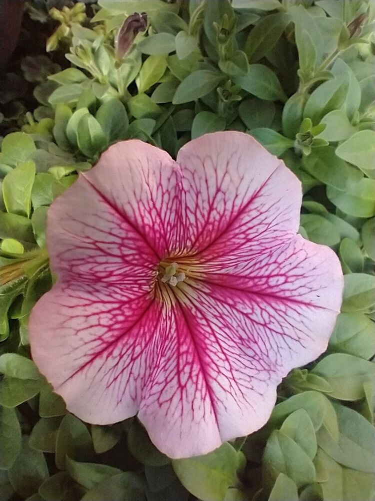 Petunia 'Opera Supreme Raspberry Ice' Live Annual Plants/Plugs-6 "baby ...