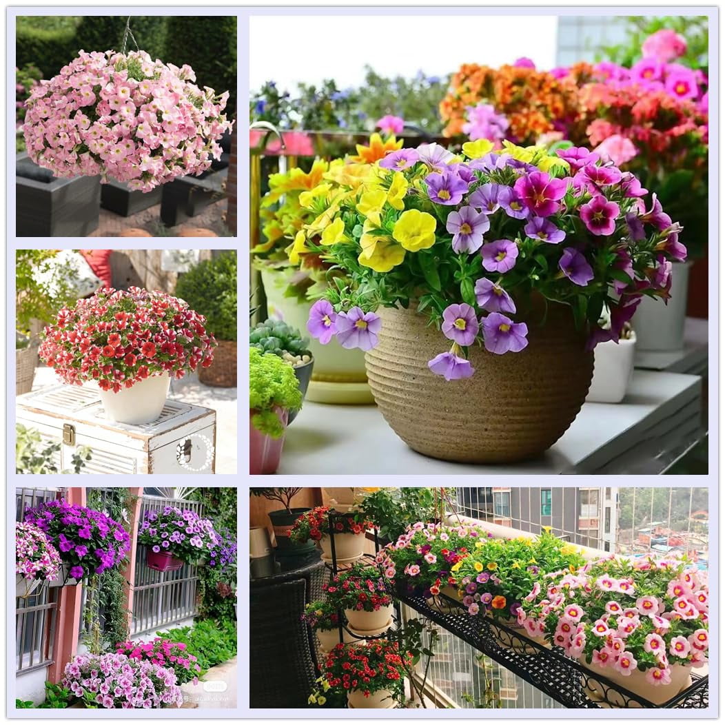 Petunia Seeds, 80000+ Petunias Seeds, Mixed Rainbow Color Flower Seeds to Plant, Flower Seeds ...