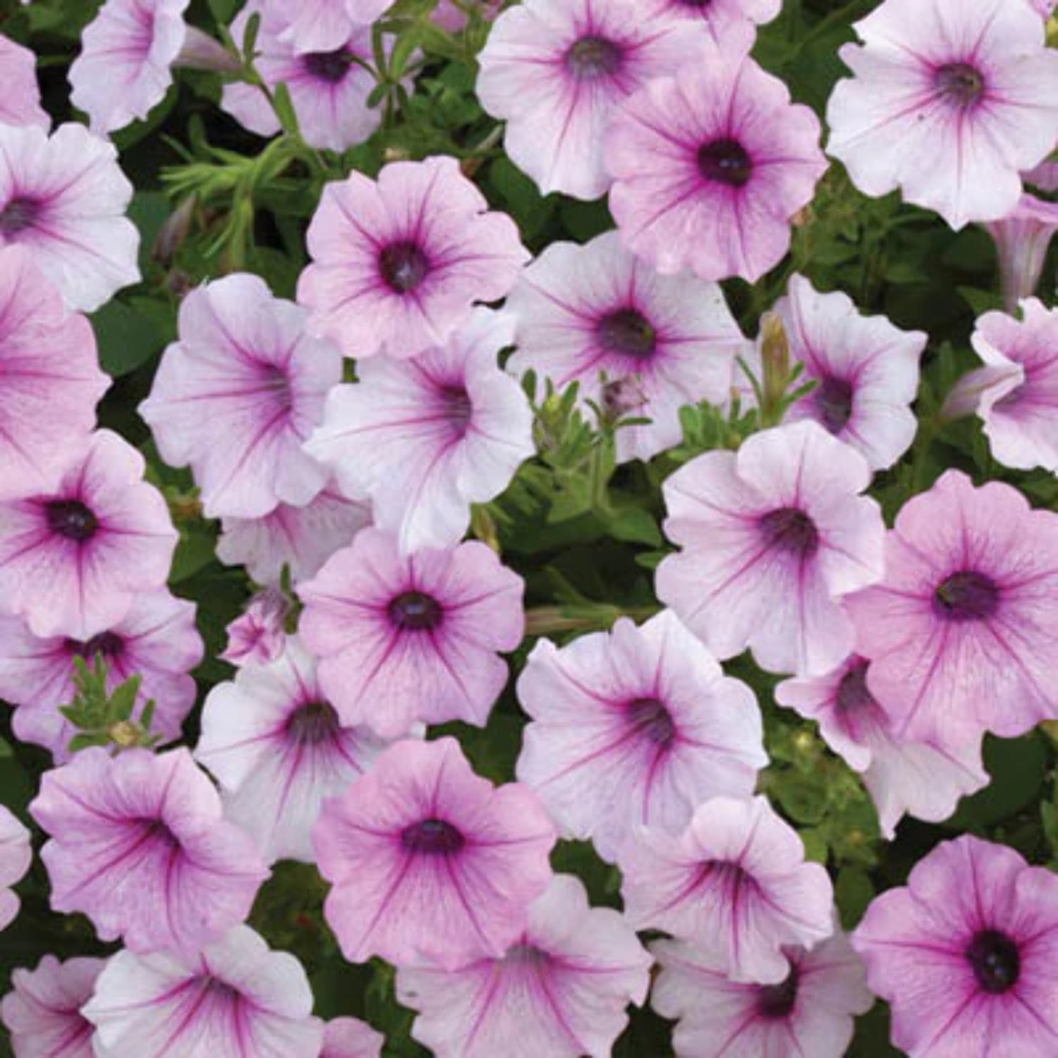 Petunia Shock Wave Pink Vein F1 Seed - Walmart.com