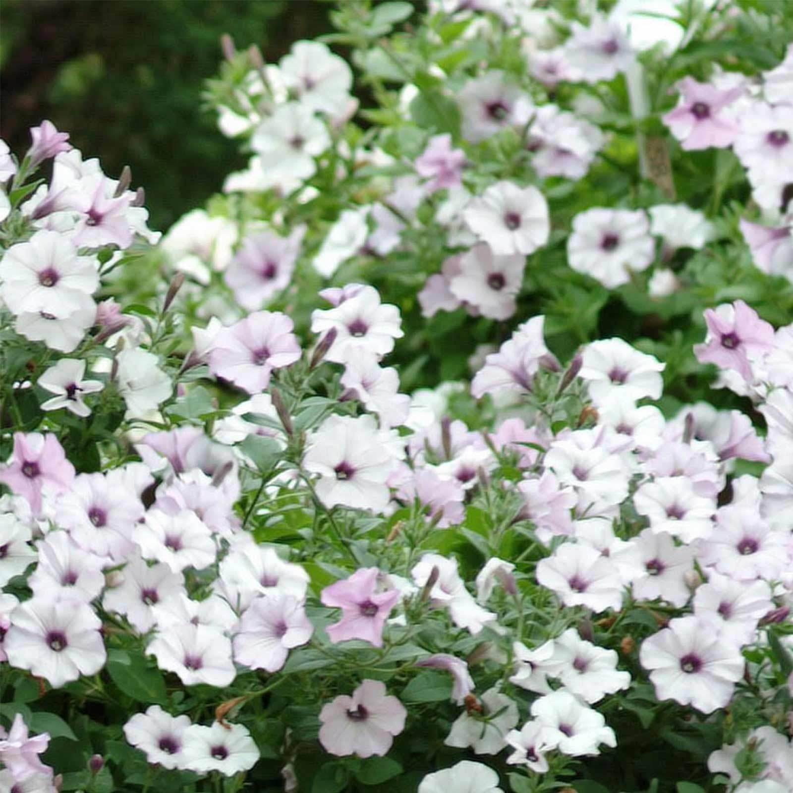Mountain Valley Seed Company Petunia, Tidal Wave Silver, 100 Pelleted ...