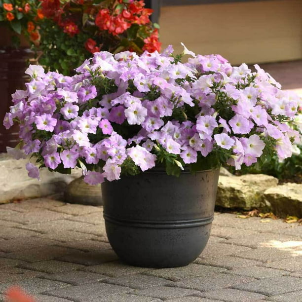 Petunia Wave Misty Lilac F1 Seed - Walmart Business Supplies