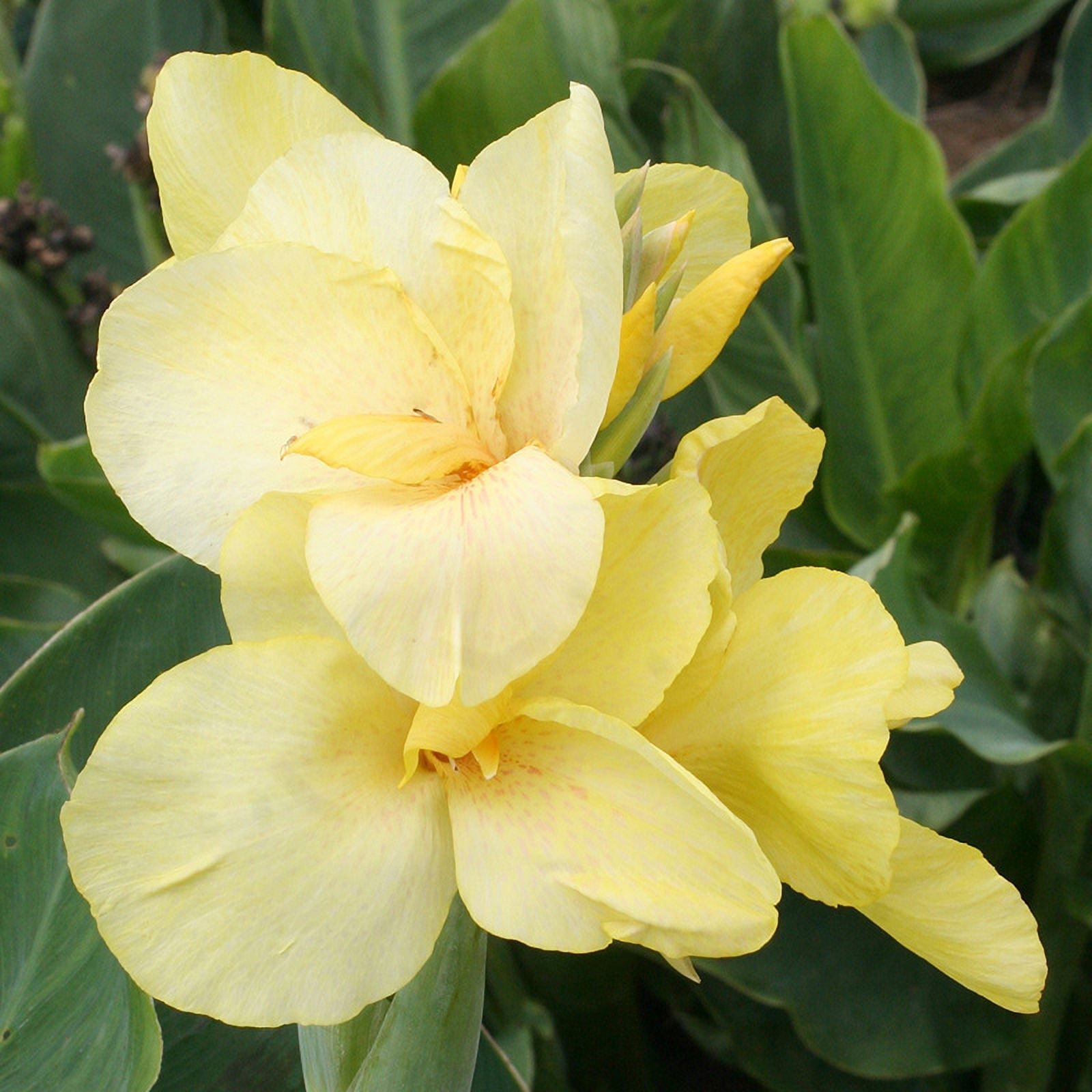 Pfitzer's Primrose Yellow Dwarf Canna Flower Bulbs - 3 Bulbs per Pack ...