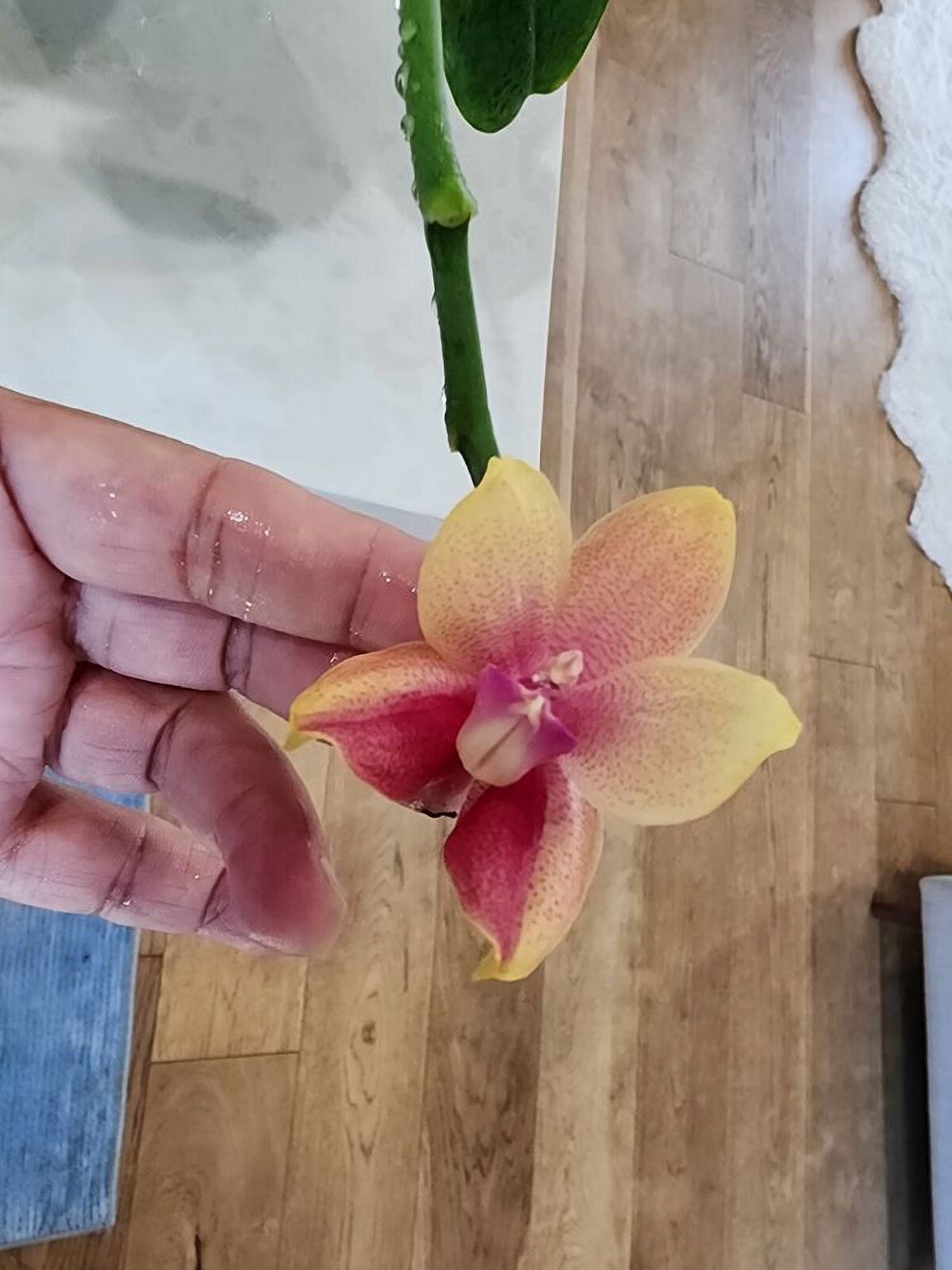 Phal. Sweet Memory - Liodoro, very sweet fragrance, very famous clone ...