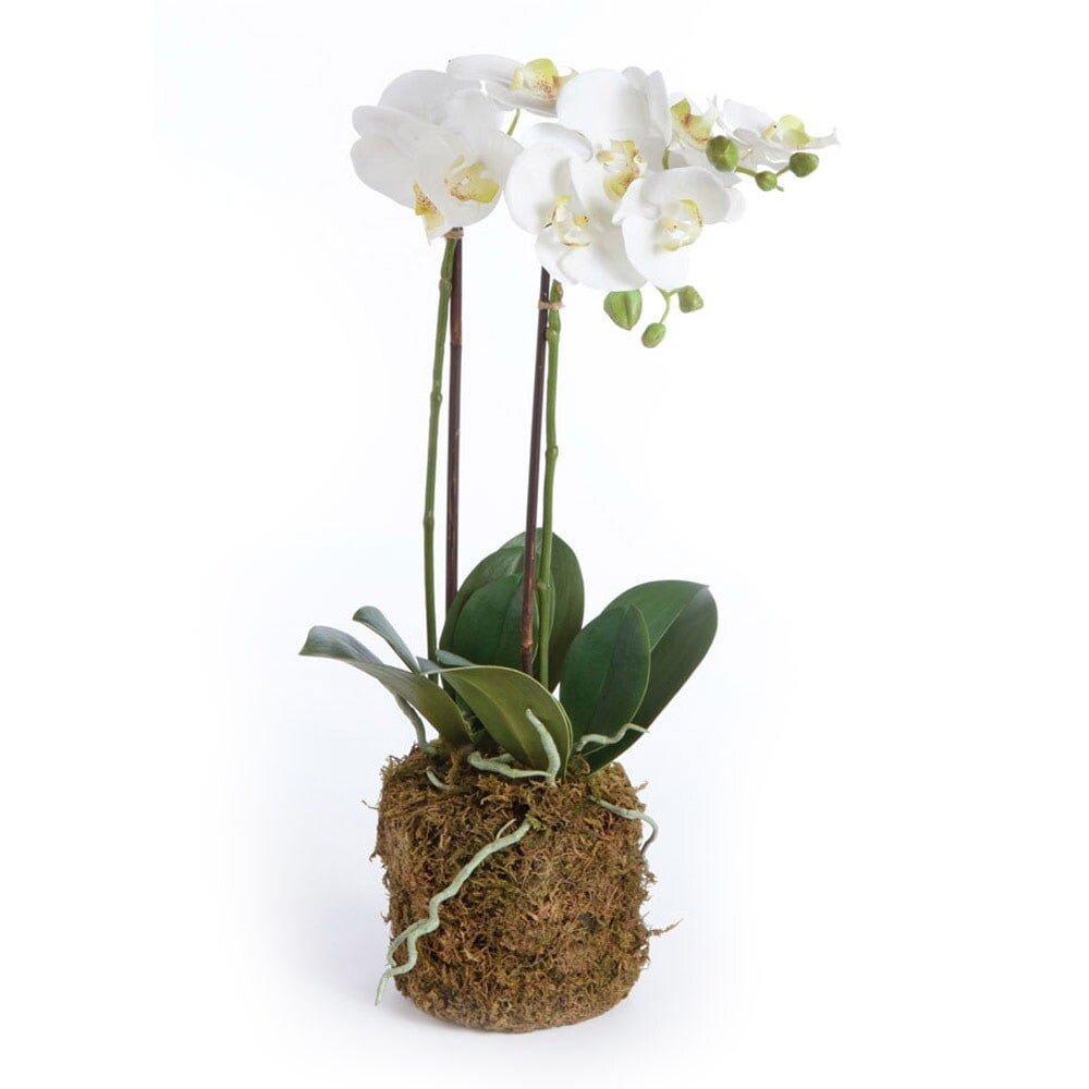 Phalaenopsis Orchid Drop-In 23" - White - Walmart.com