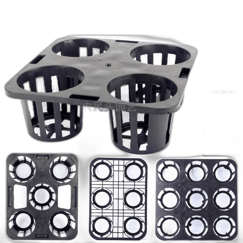 Phalaenopsis Trunk Groove Hole Holeshole Succulent Dendrobium Orchid ...