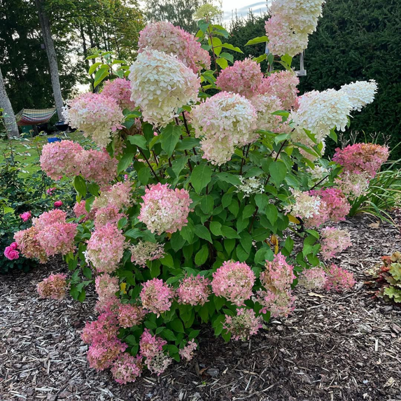 Surprising Phantom Hydrangea Tree Pictures