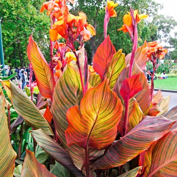 Phasion Variegated Giant Canna Lily, Tropical Summer Flowering, Dormant ...
