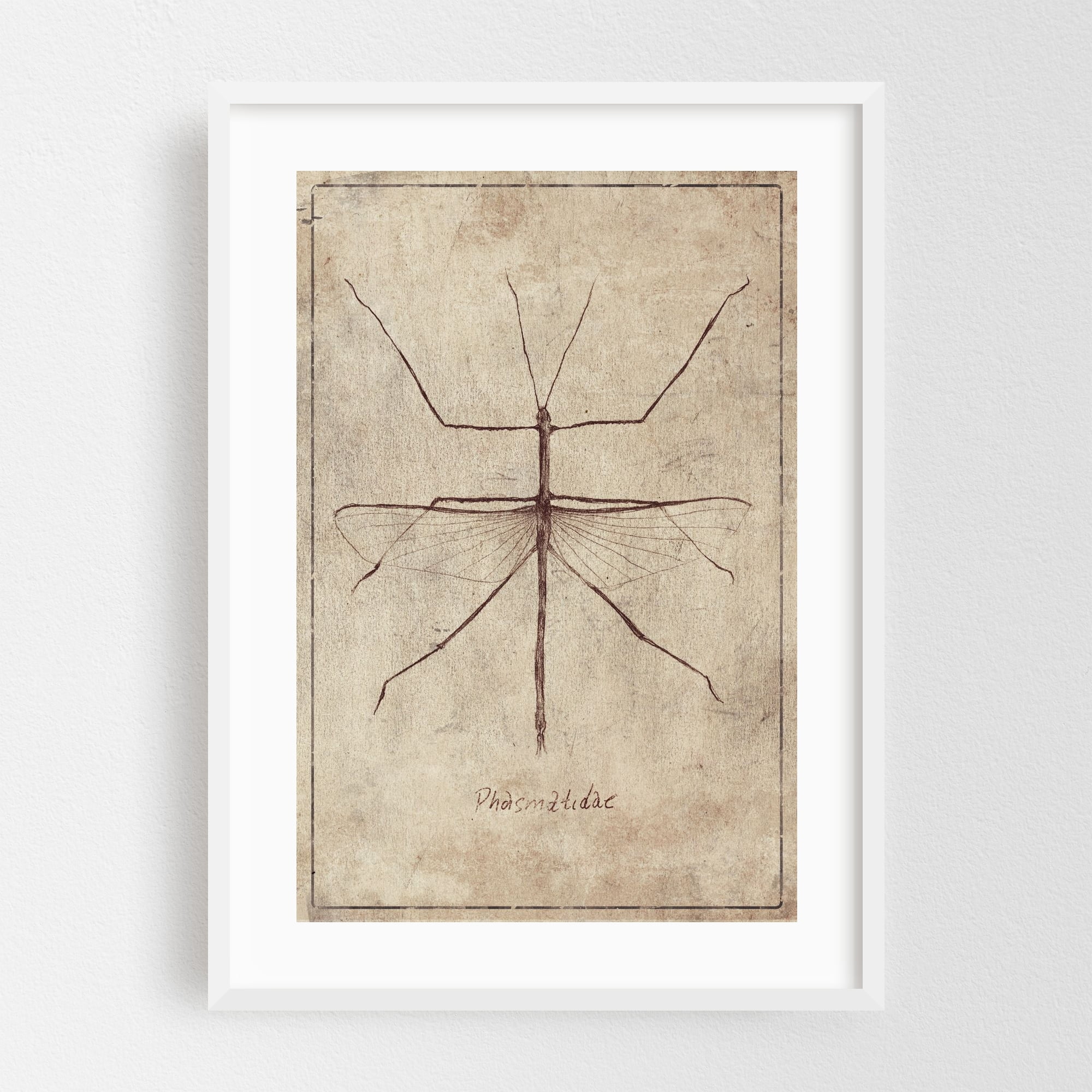 Phasmatidae - Drawing Line Art Insect Vintage Nature Minimalist White ...