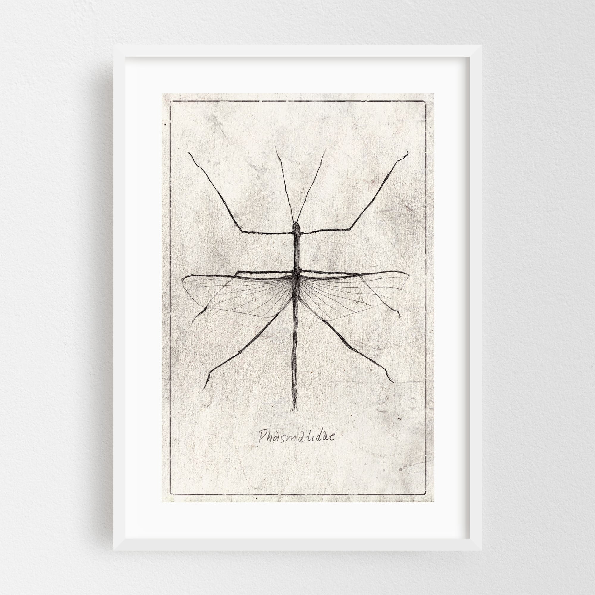 Phasmatidae - Drawing Line Art Vintage Minimalist Nature Botanical ...