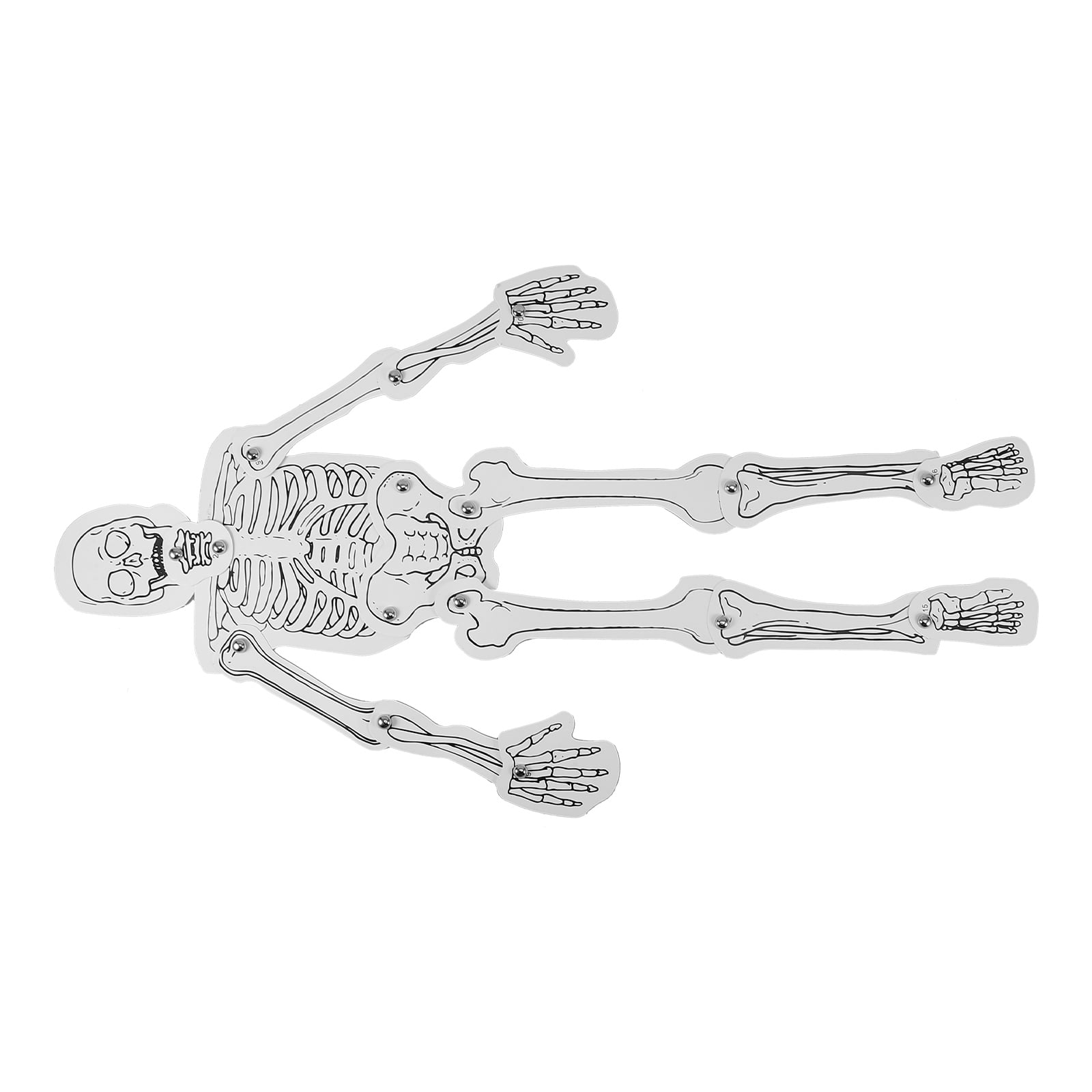 Phenofice 1 Set of Anatomy Model Paper Education Kit for Educators and ...