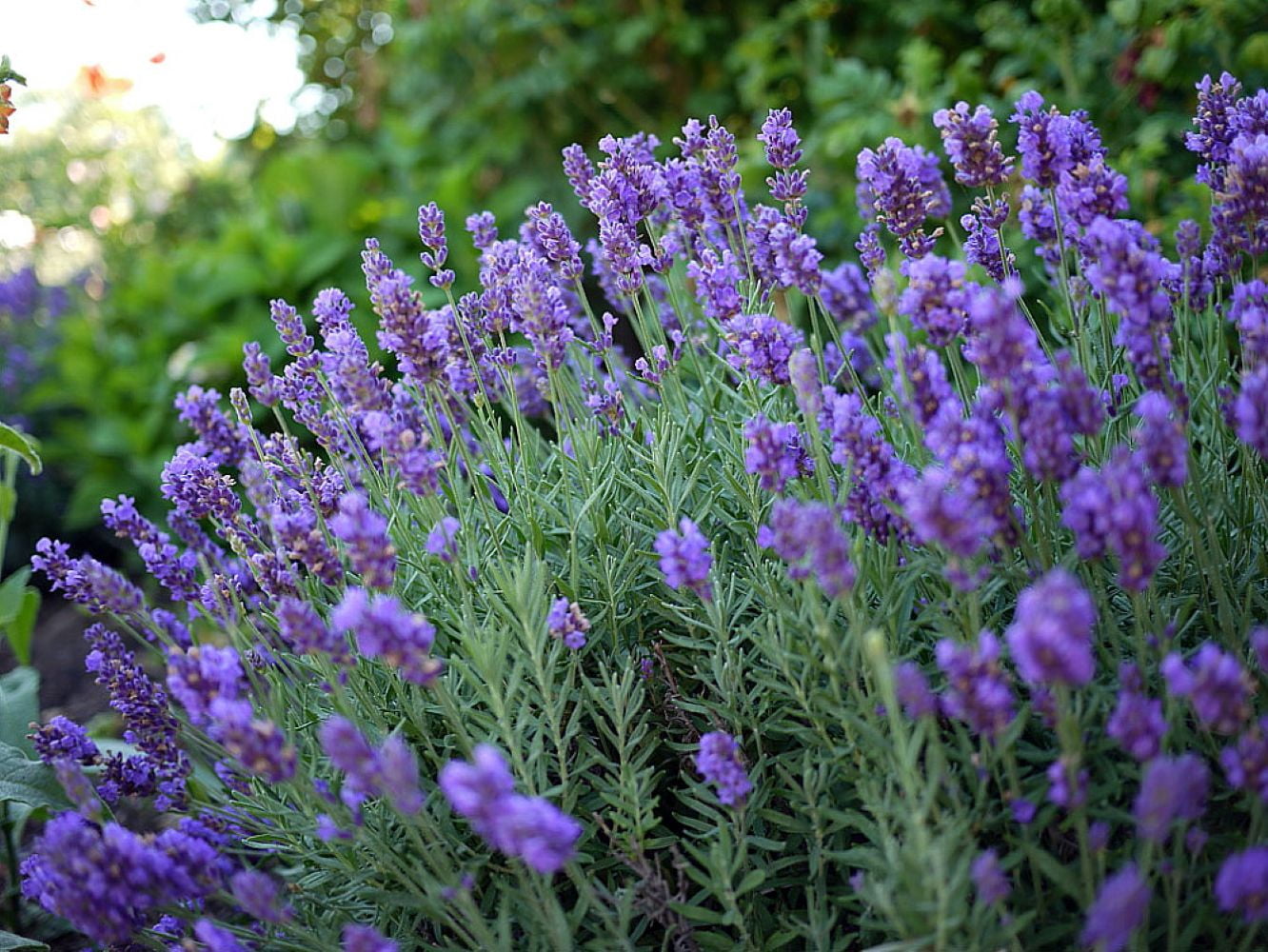 Phenomenal Blue Lavender Herb - Gallon Pot - Live Plant - Walmart.com