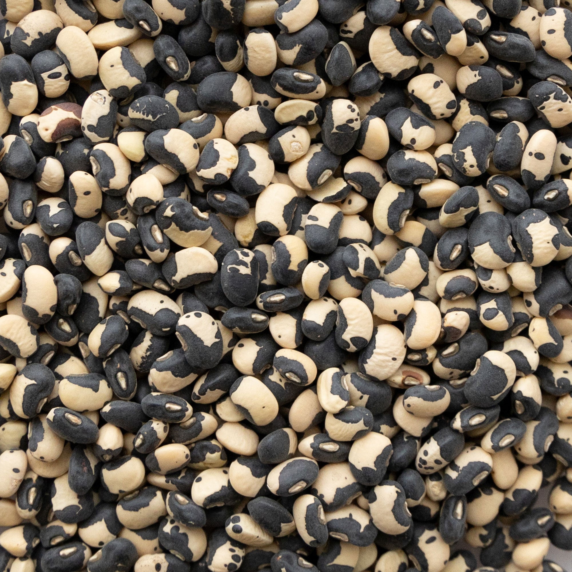 Phenomenal Cowpea Bush Bean 5 Lb ~9,000 Seeds – Non-GMO, Open ...