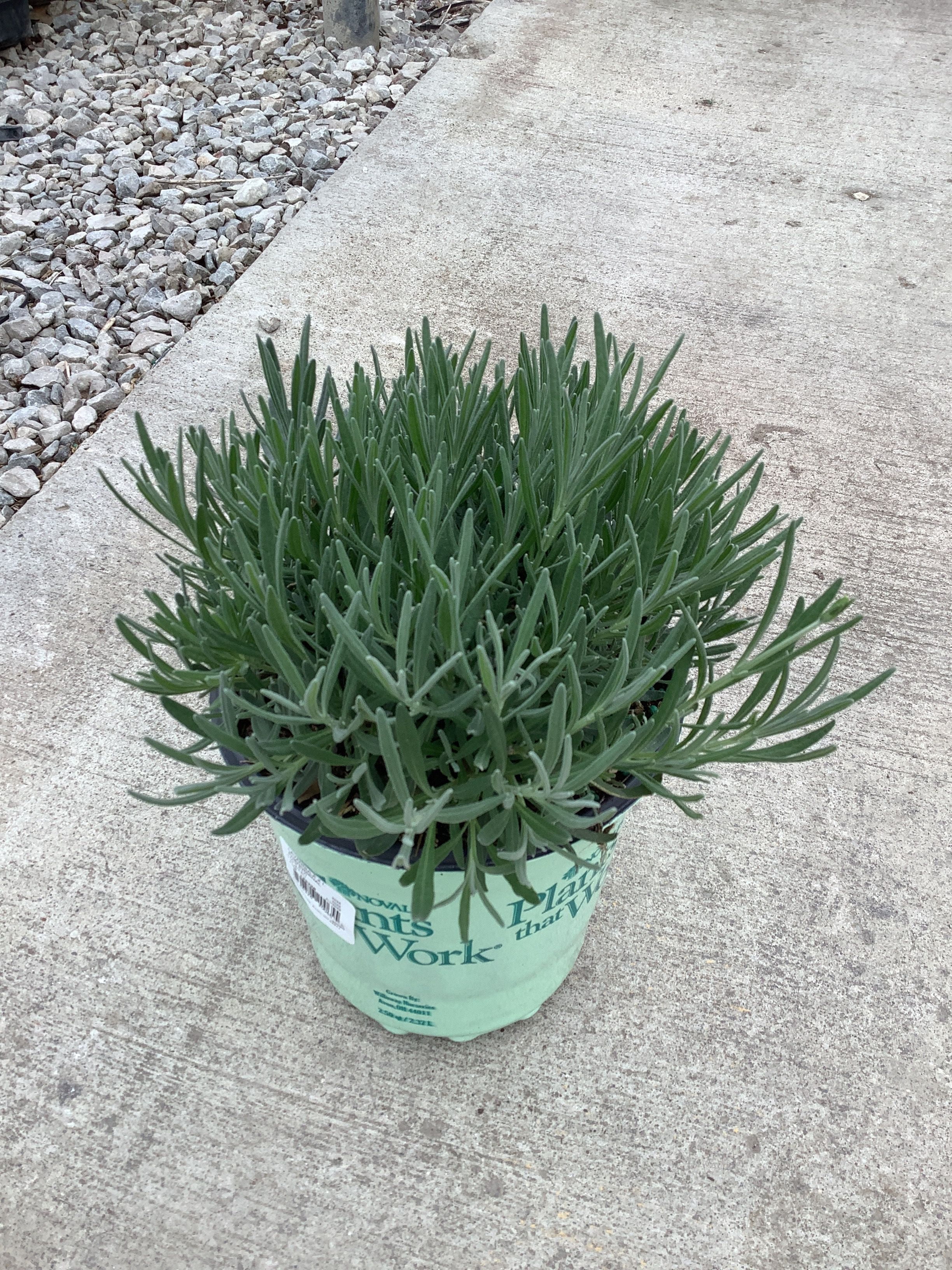 Phenomenal® Lavender Live Plants, Fragrant Purple Blooms - Walmart.com