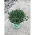 Phenomenal® Lavender Live Plants, Fragrant Purple Blooms - Walmart.com