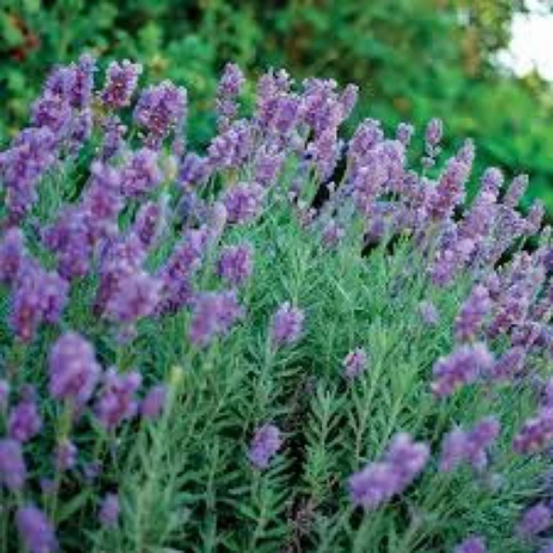 Phenomenal! Indoor Live Lavender Plants in a Trade Gallon Pot - Walmart.com
