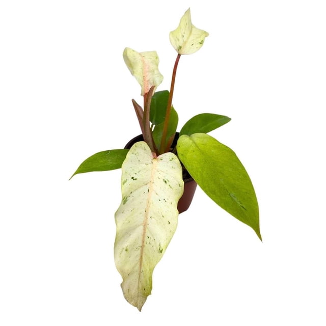 Phildendron Snowdrift, Jungle Fever, Hybrid Philo in 2 inch Pot ...