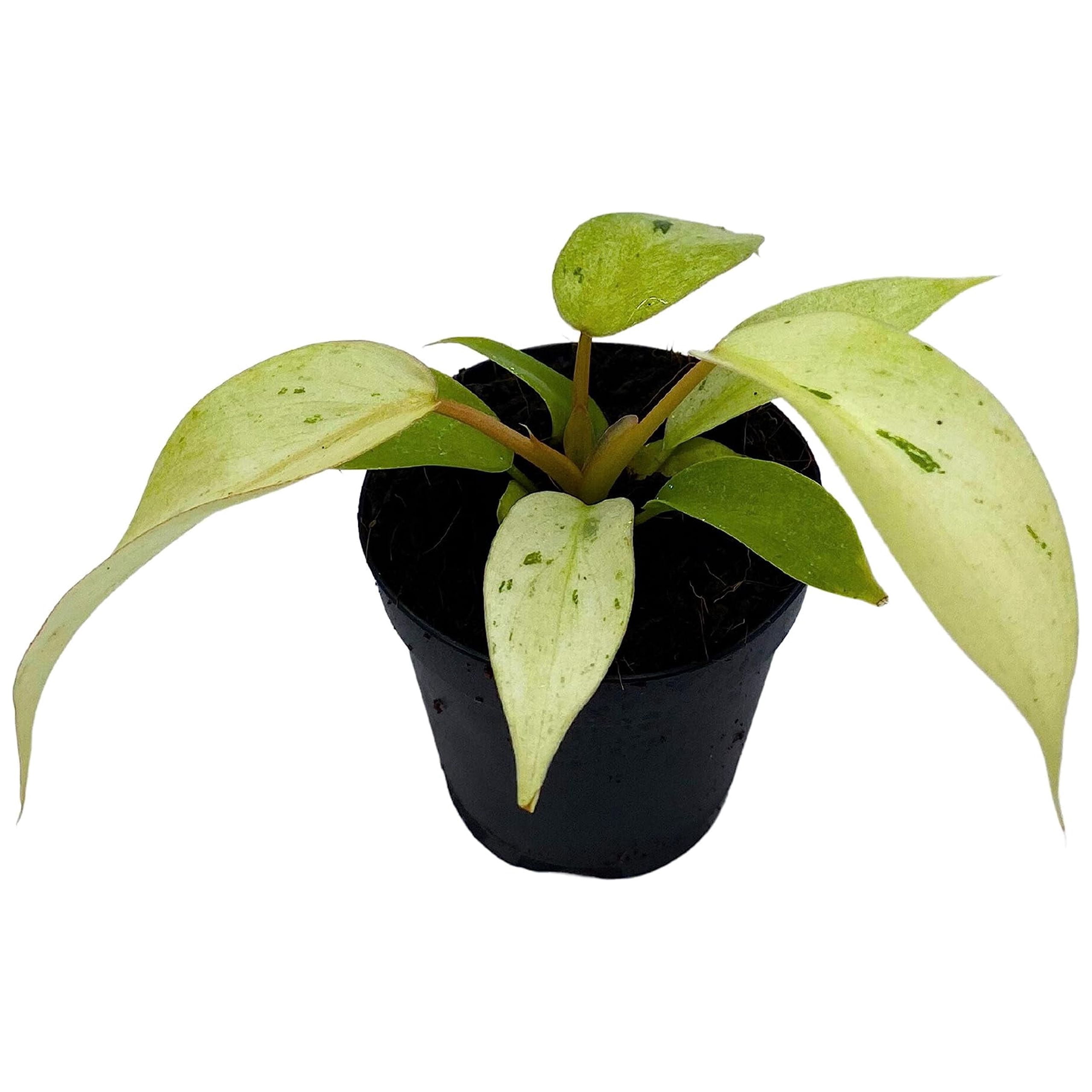 Phildendron Snowdrift, Jungle Fever, Hybrid Philo in 2 inch Pot ...