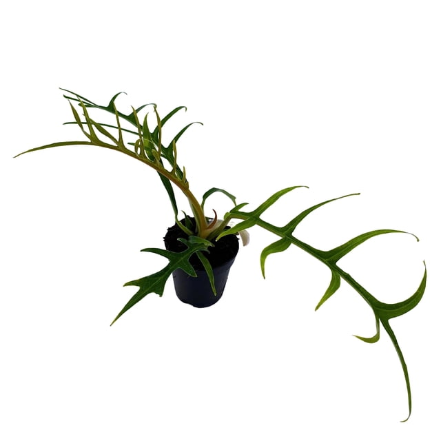Phildendron Tortum, in 2 inch Pot, Phildendron Bipinattifidum ...