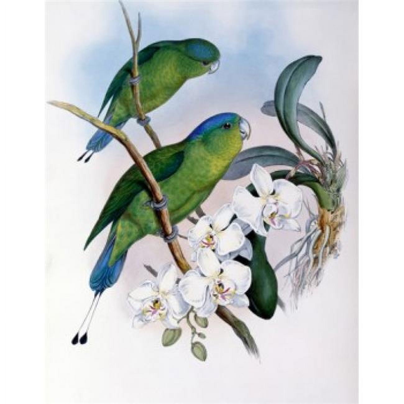 Philippine Racket-Tailed Parrot John Gould 1804-1881 British Poster ...