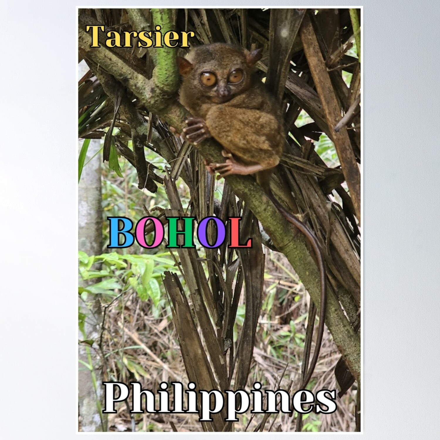 Philippine Tarsier Magnet Poster Wall Art, Modern Wall Decor, 8x12 ...