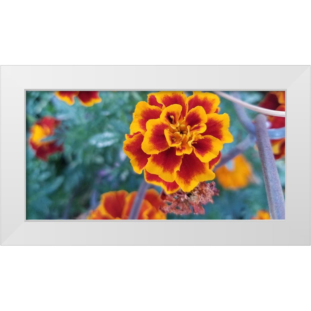 Phillip, Jamie 18x11 White Modern Wood Framed Museum Art Print Titled ...