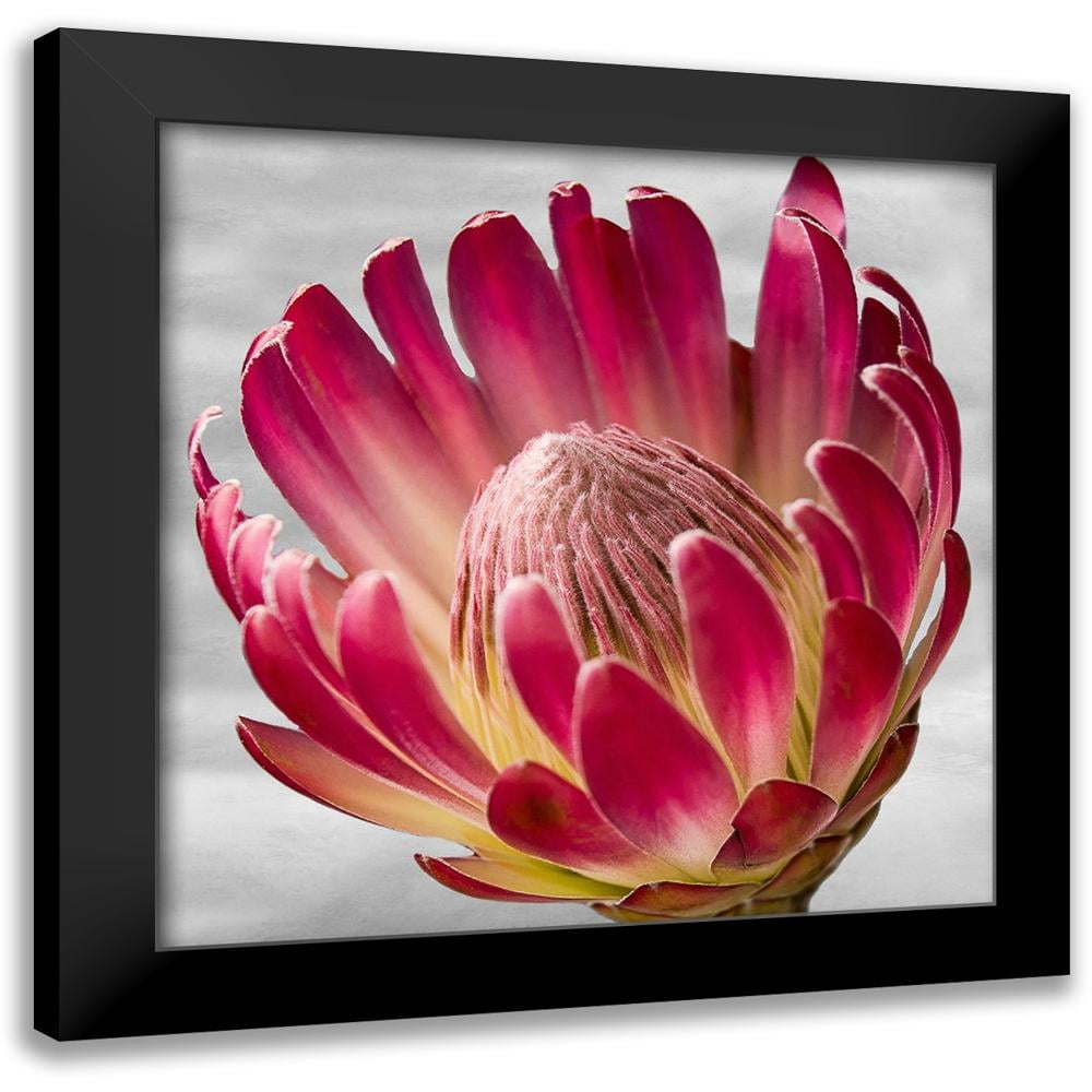 Phillip, Jamie 20x20 Black Modern Framed Museum Art Print Titled ...