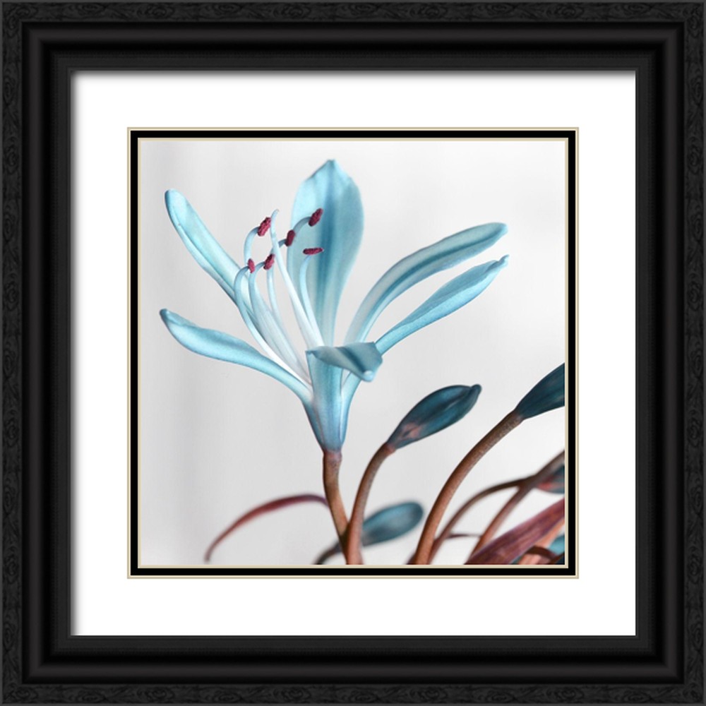 Phillip, Jamie 26x26 Black Ornate Wood Framed with Double Matting ...