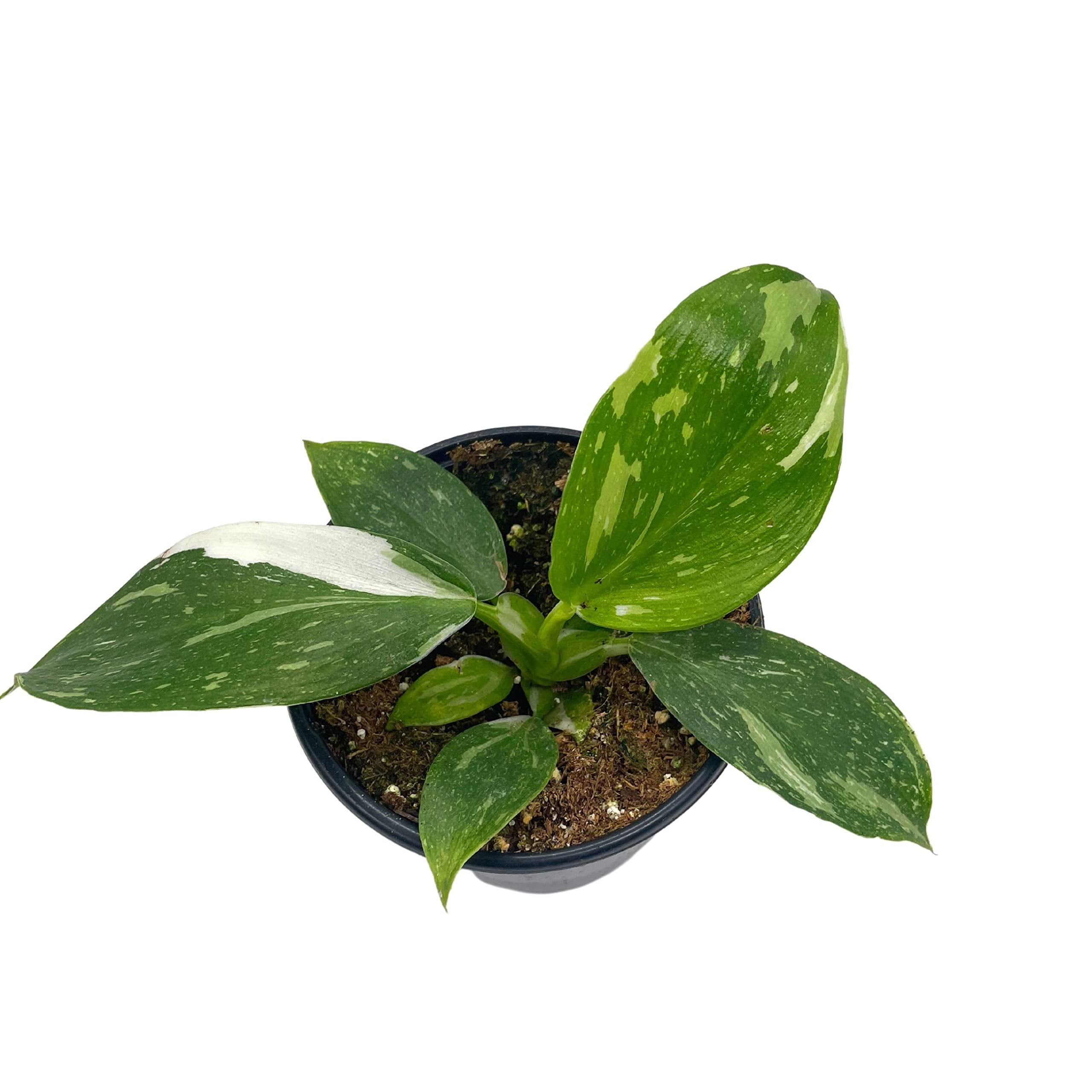 Philo White Wizard, 4 inch, Rare Variegated Philodendron erubescens ...