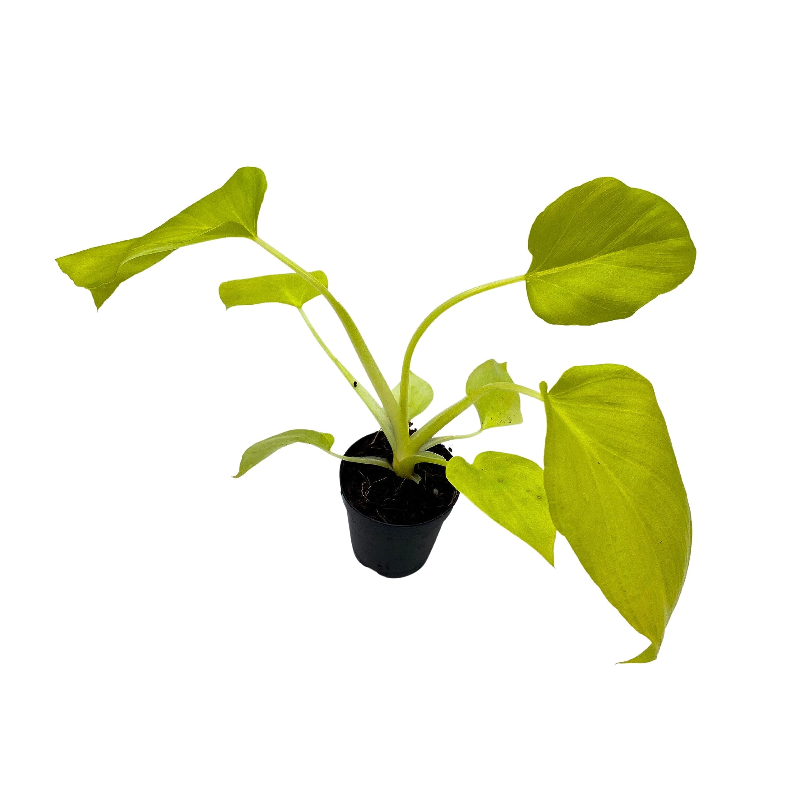 Philodedron Waescewiczii Aurea, Xanadu Golden Form, Aurea Flavum ...