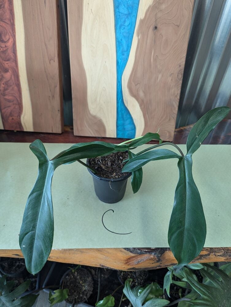 Philodendron 69686 Aroid Monstera Relative Houseplant / pick your plant ...