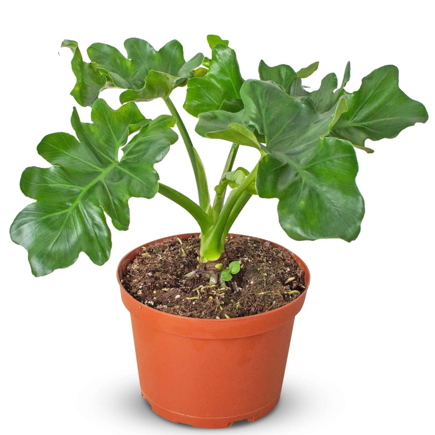 Philodendron Atom Live Plant for Indoor | Different Houseplants in 4 ...