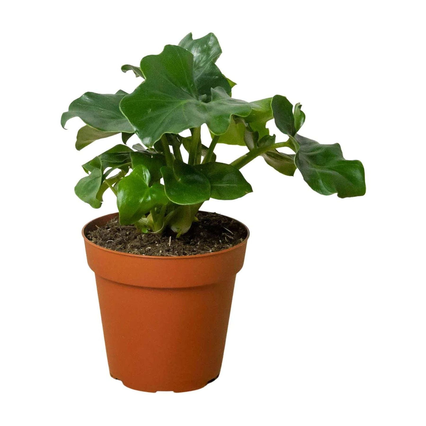 Philodendron Atom Live Plant for Indoor | Different Houseplants in 4 ...