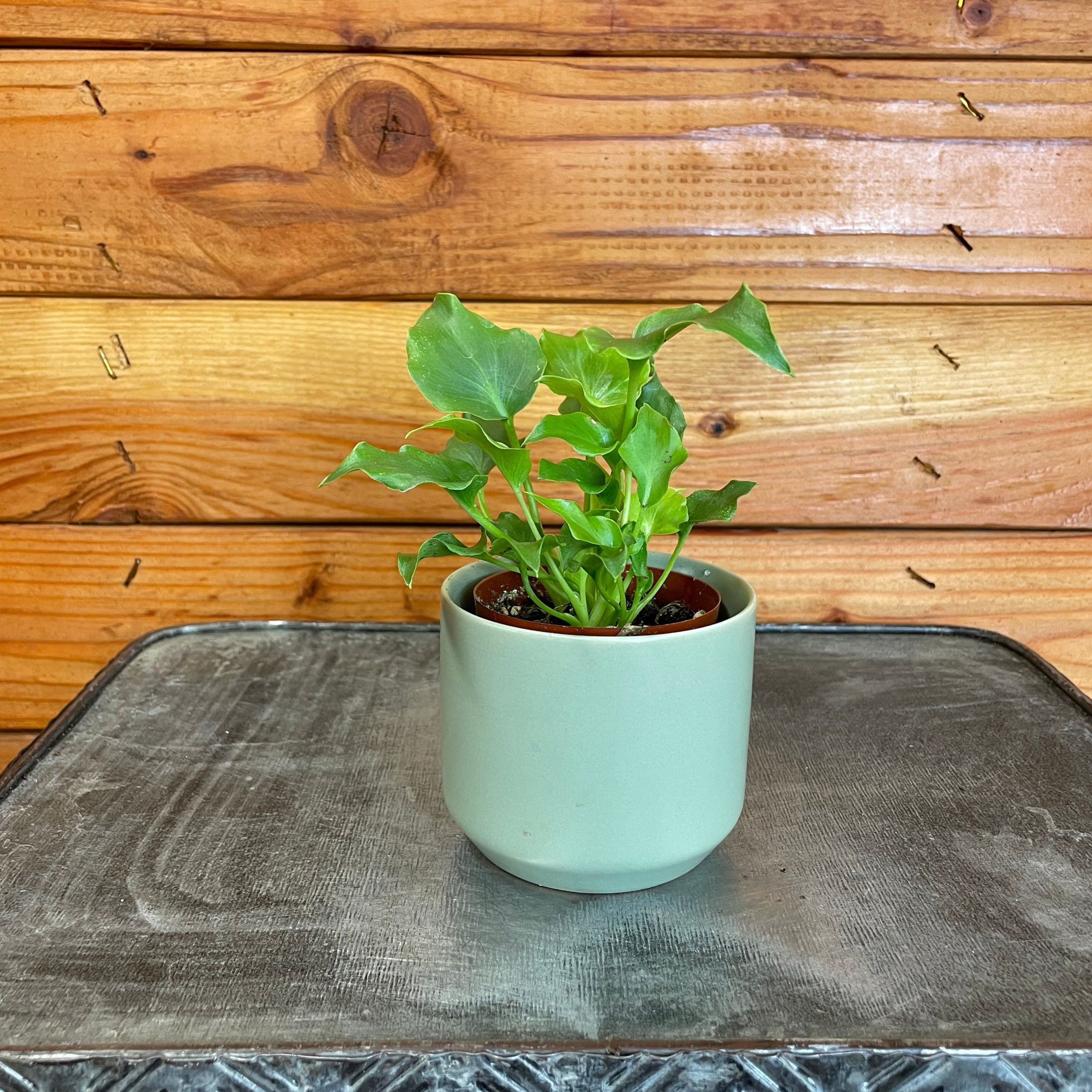 Philodendron Baby Hope, 2" Plant, The Plant Farm - Walmart.com