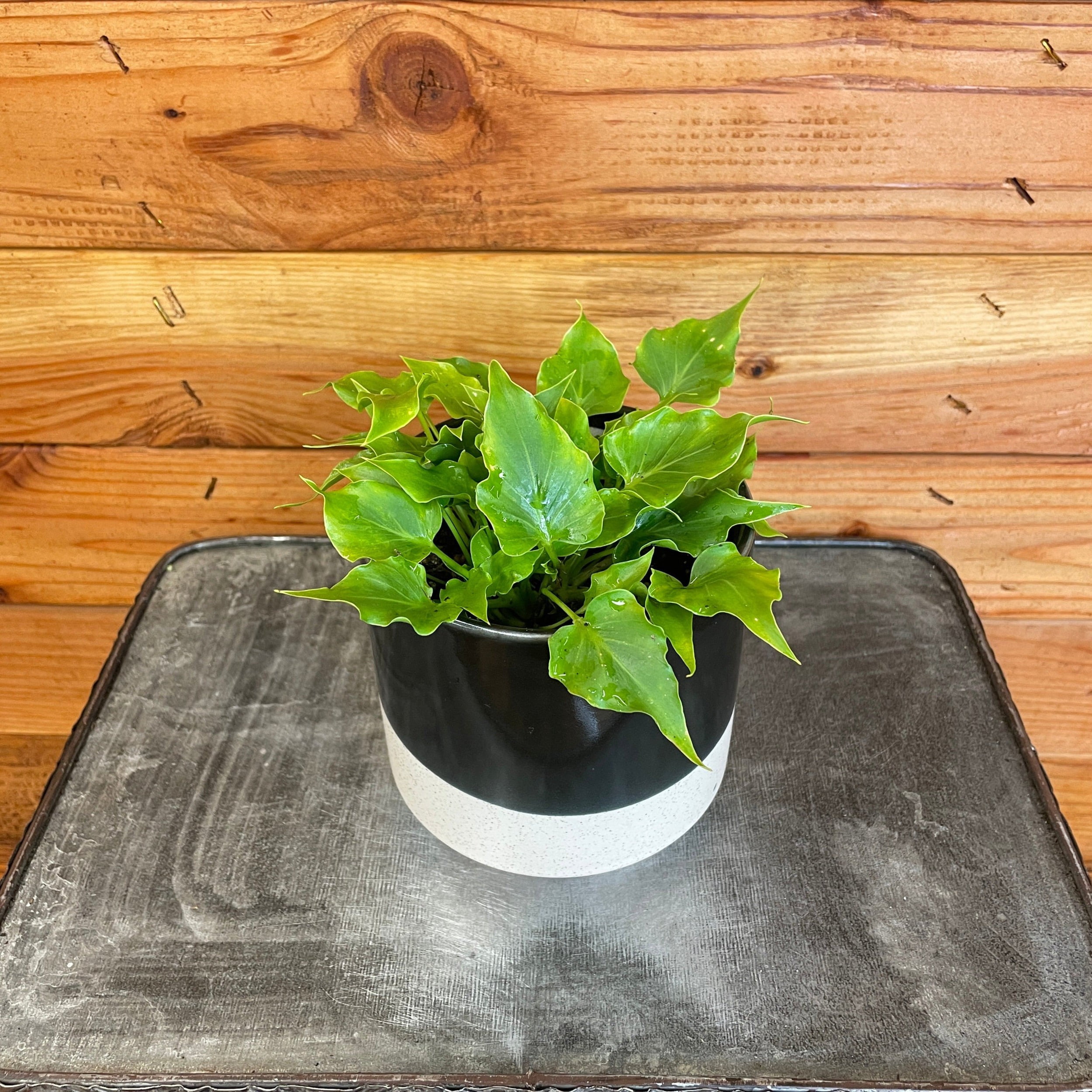 Philodendron Baby Hope, 4" Plant, The Plant Farm - Walmart.com