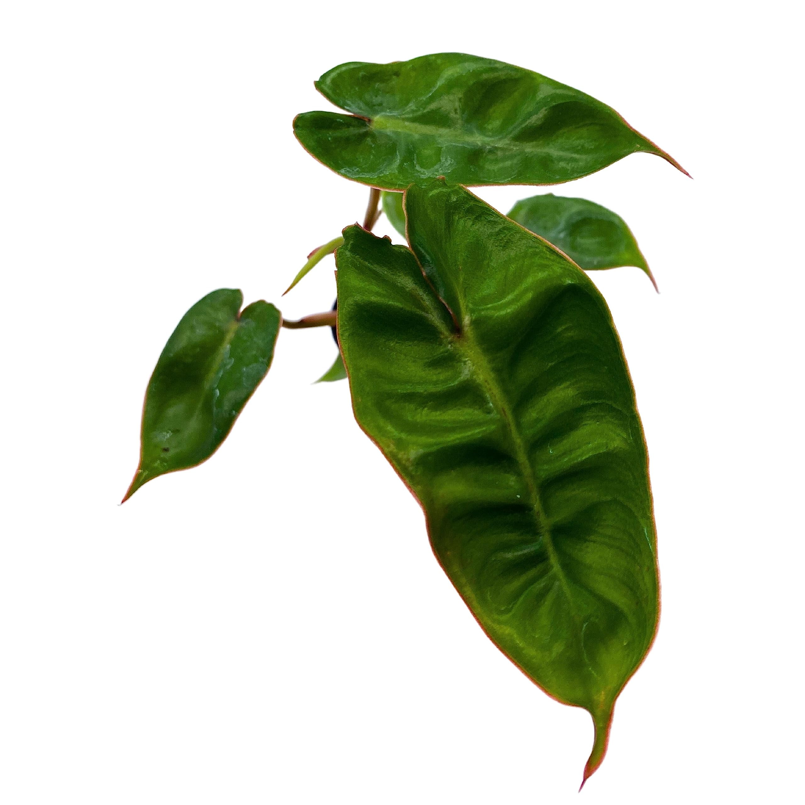 Philodendron Billietae, Billie Philo, Philidor in 2 inch Pot - Walmart.com