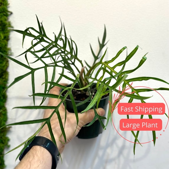 Philodendron Billietiae | Fully Rooted Rare Philodendron Billietiae ...