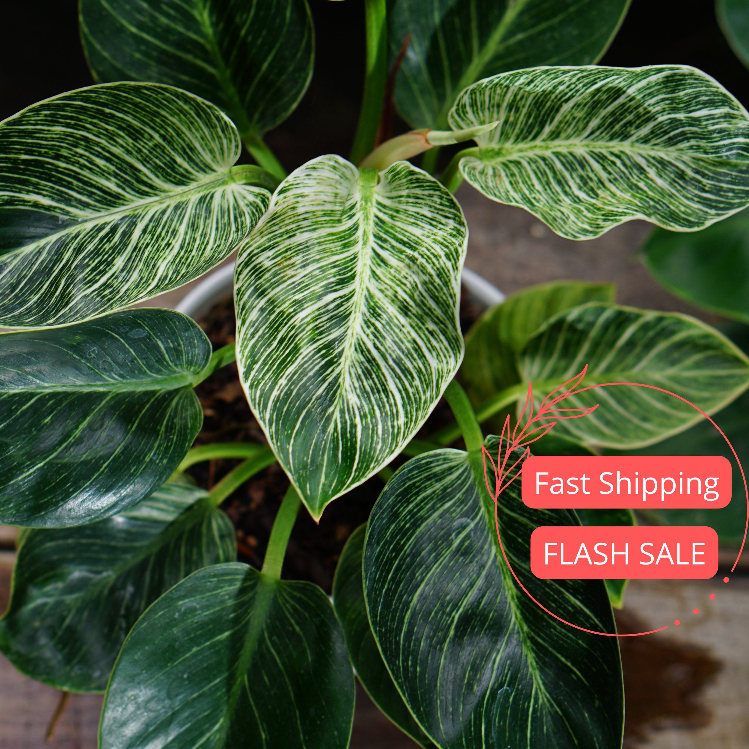 Philodendron Birkin Large Plant | Variegated Philodendron Birkin ...