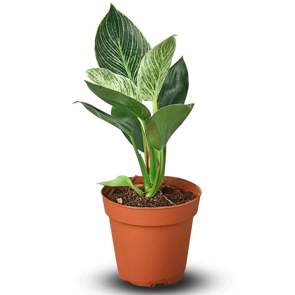 Philodendron Birkin Live Plant for Indoor | Different Houseplants in 4 ...