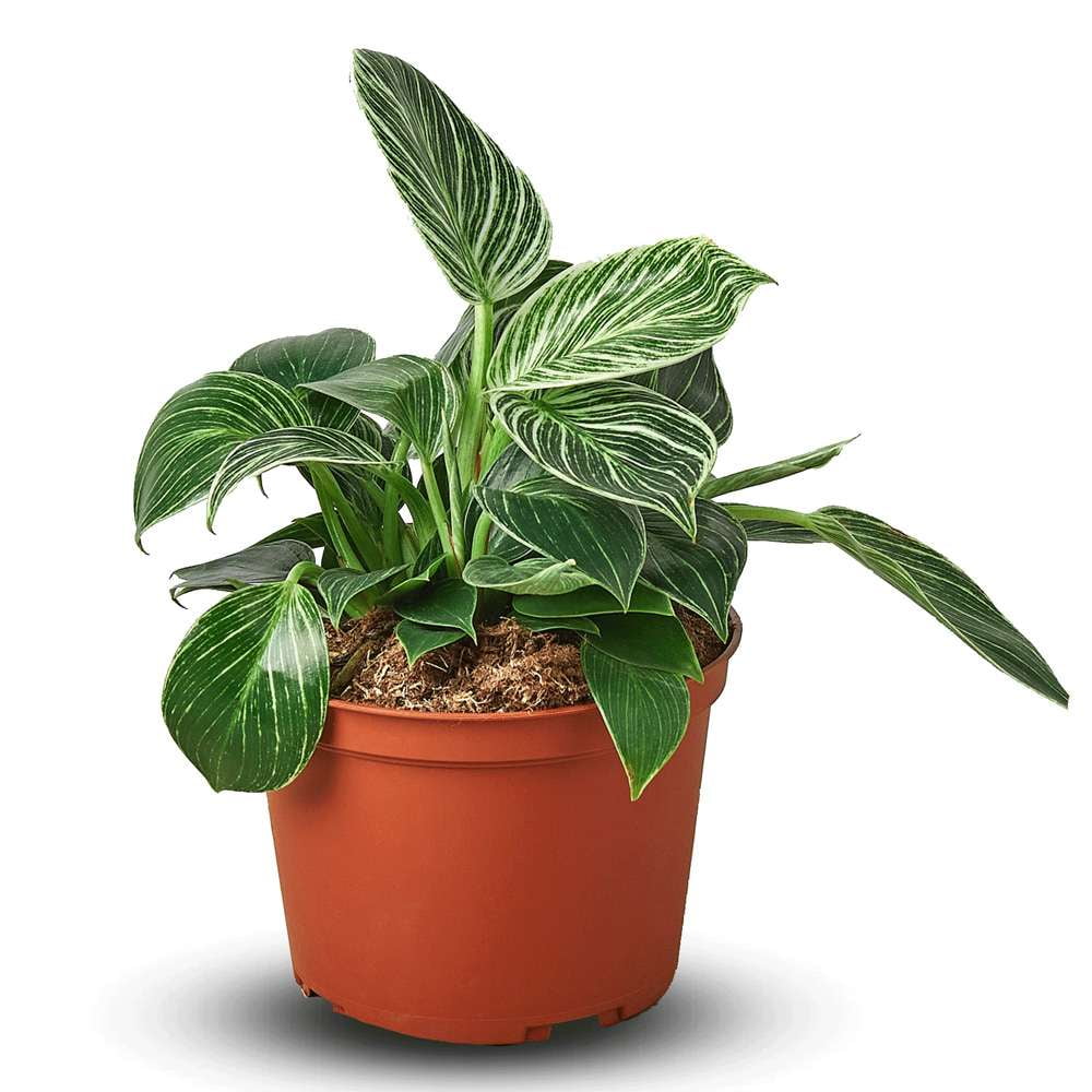 Philodendron Birkin Live Plant for Indoor | Different Houseplants in 4 ...