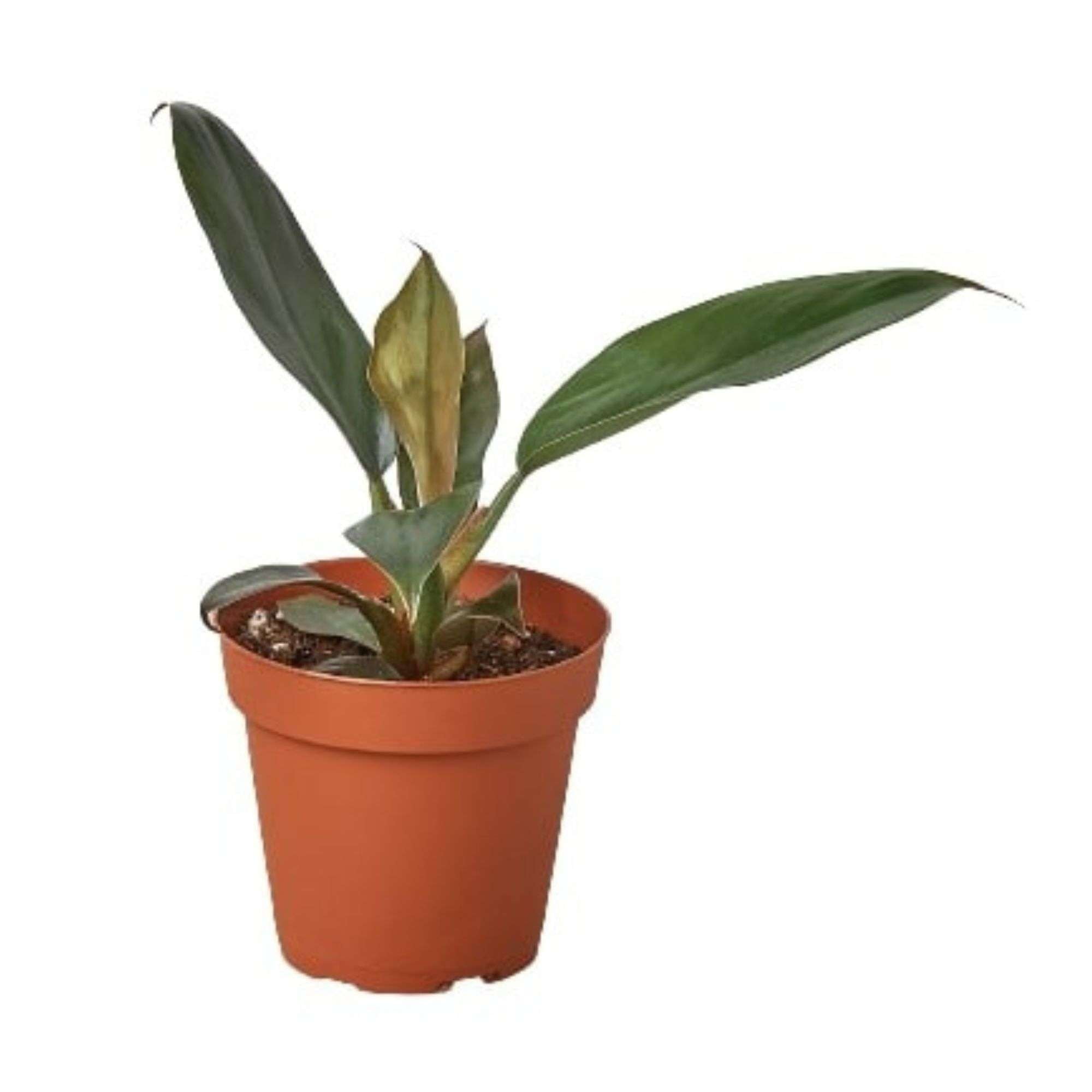 Philodendron Black Cardinal Live Plant for Indoor | Different ...